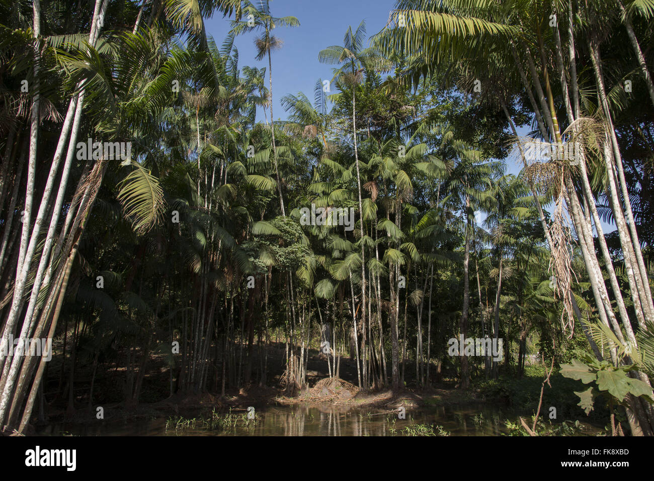 Acai palm tree hi-res stock photography and images - Alamy