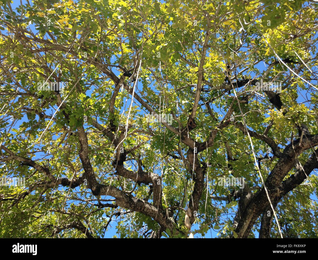 Green tree in the summer Stock Photo - Alamy