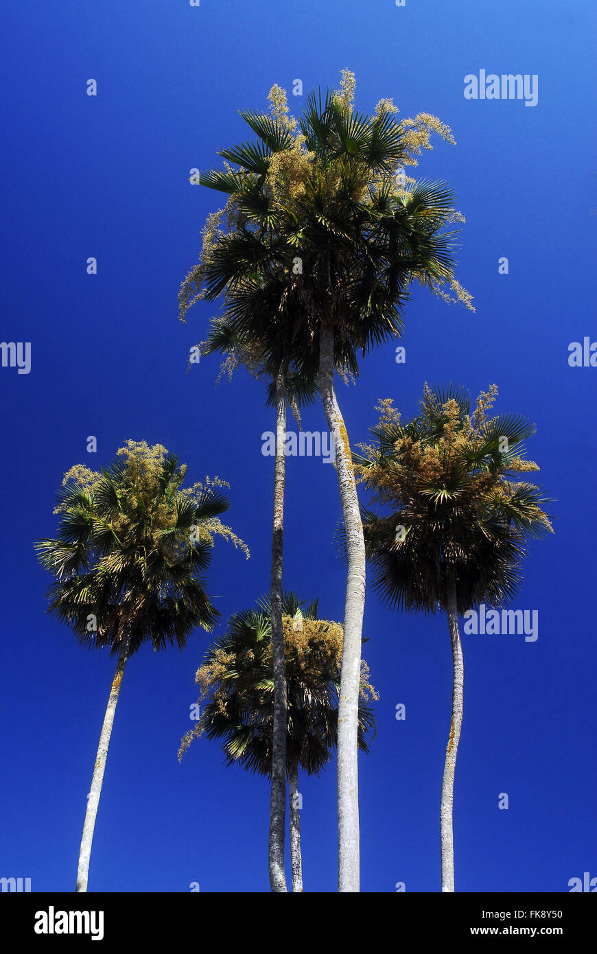 Caranda Palm - Copernicia alba - symbol of the flora of the Pantanal ...