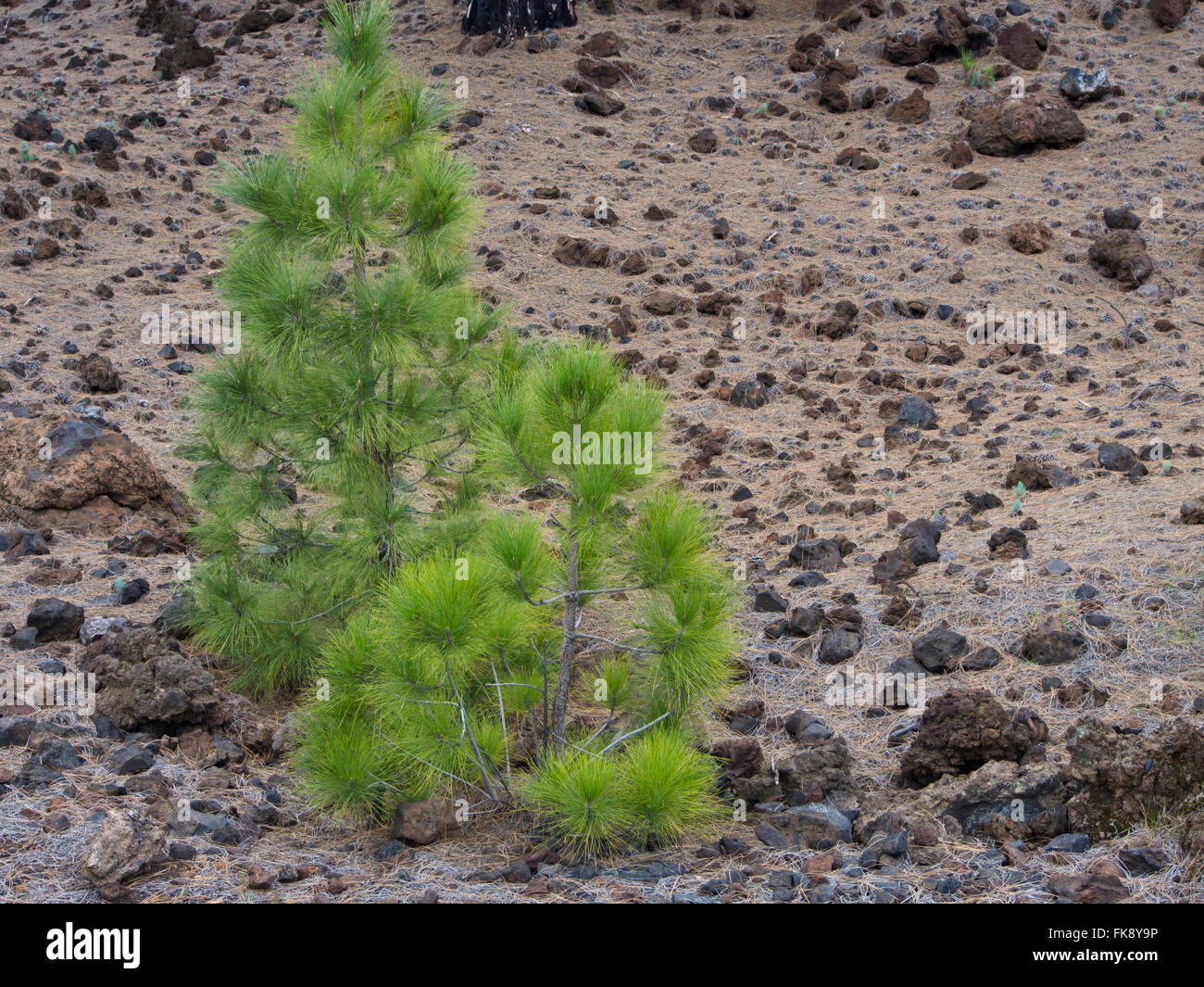 the Canary Island pine, Pinus canariensis, young plants on the side of ...