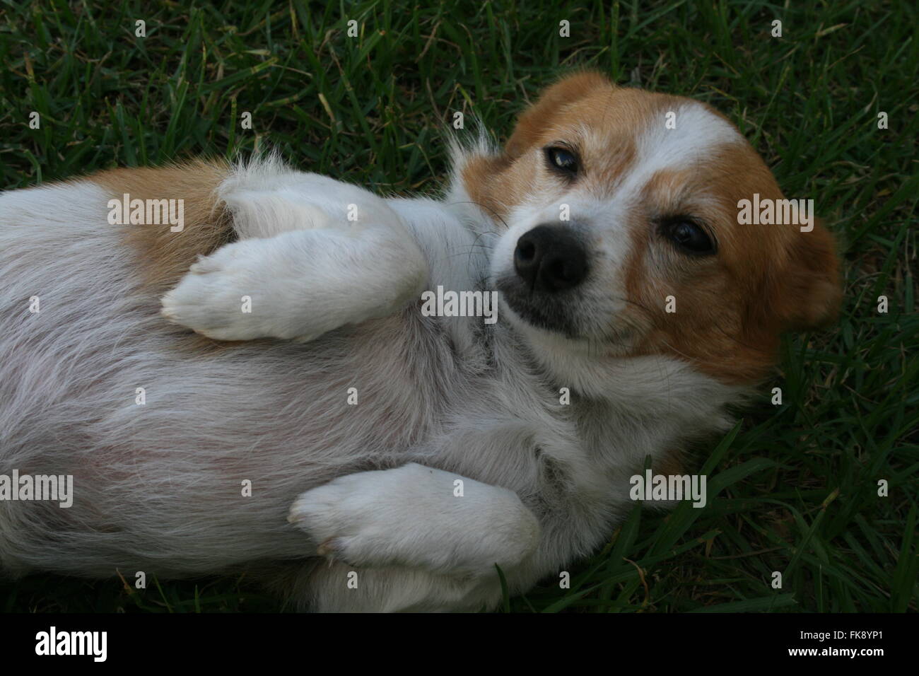 Jack russell cross hi-res stock photography and images - Alamy