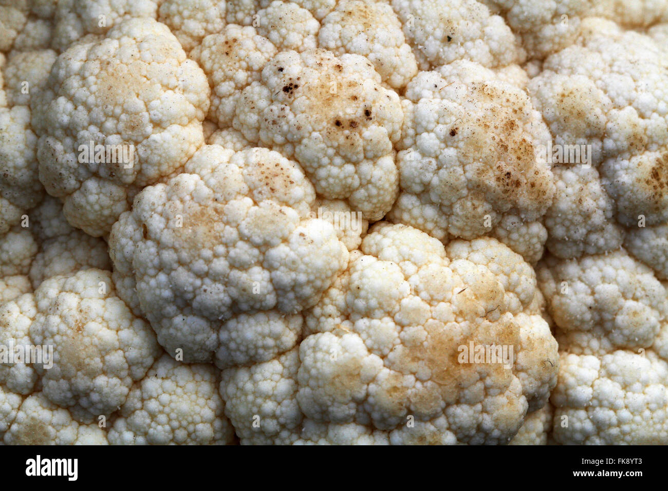 Cancer flower hi-res stock photography and images - Alamy