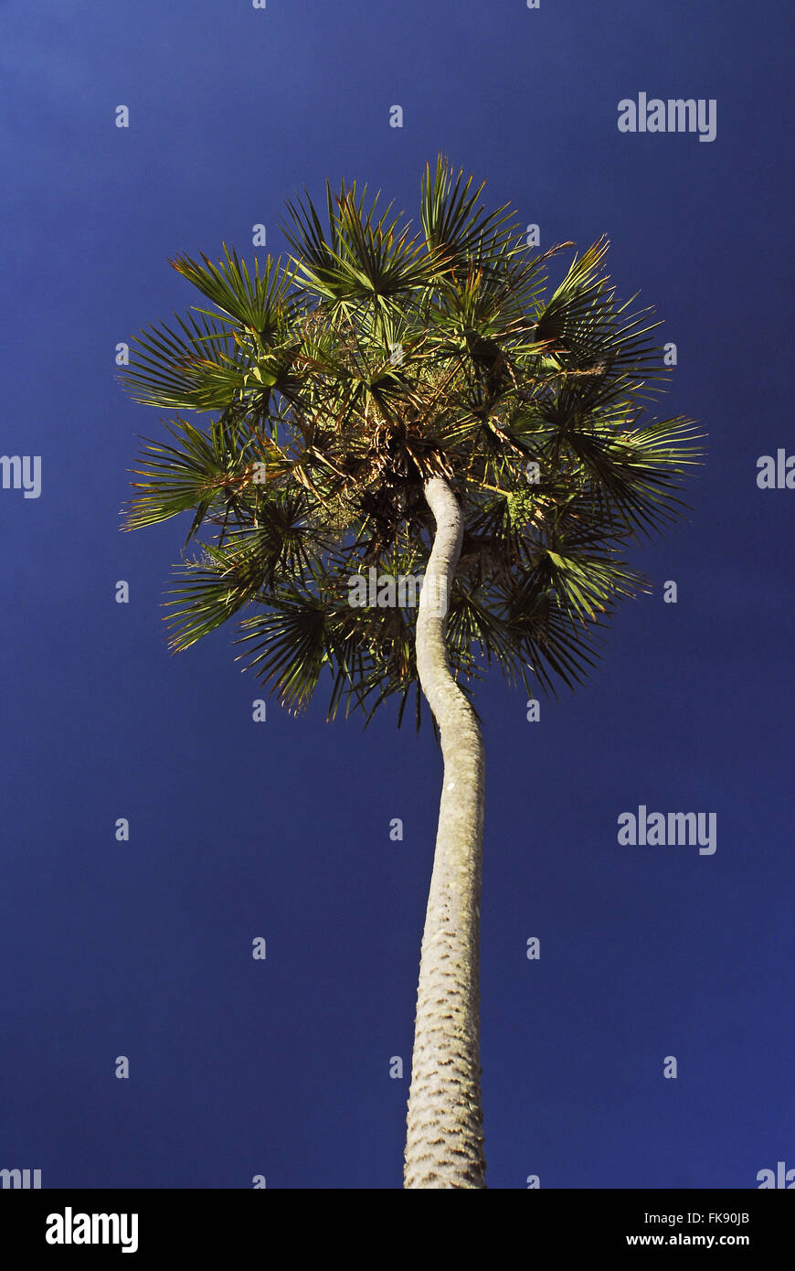Caranda Palm - Copernicia alba - symbol of the flora of the Pantanal ...