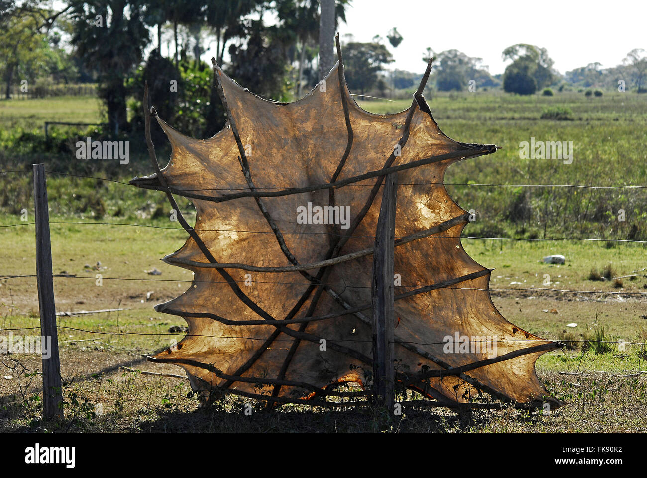 Oxhide enjoying the sun in Pantanal Stock Photo - Alamy