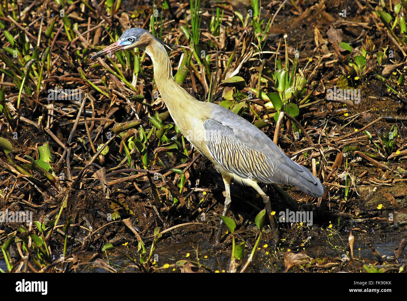 Maria-cheek - Syrigma sibilatrix - Pantanal Pocone Stock Photo - Alamy