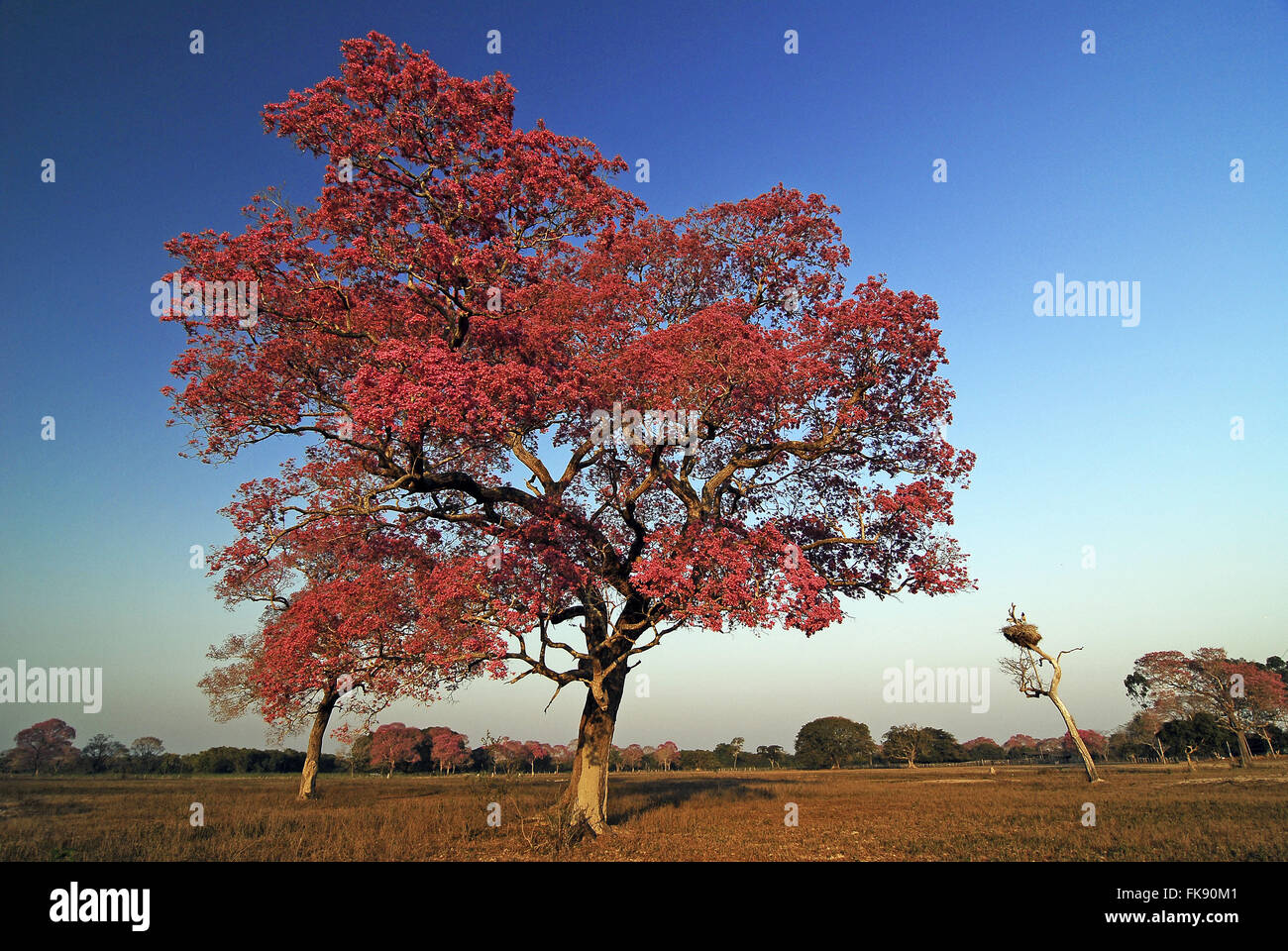 Piuva tree hi-res stock photography and images - Alamy