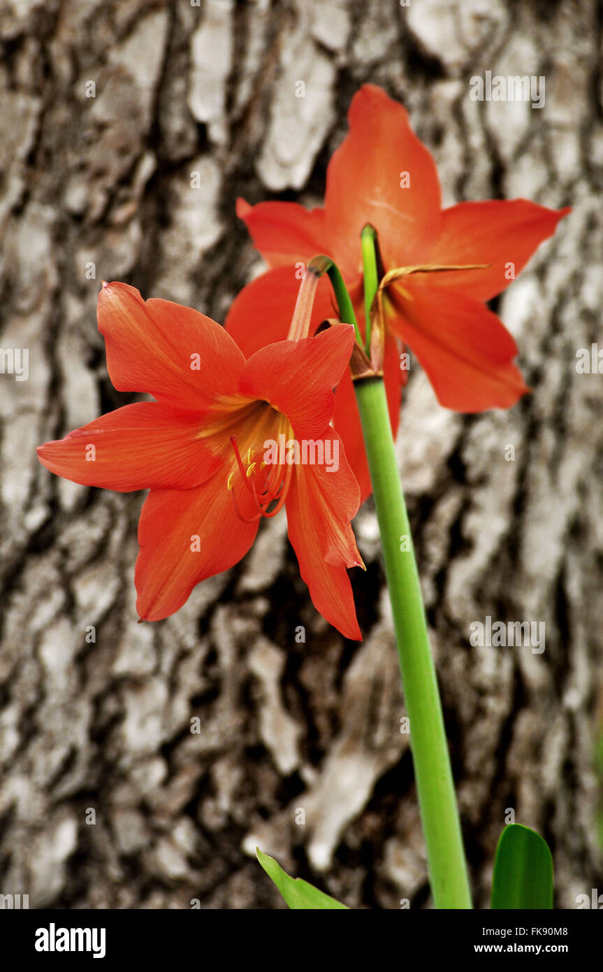 Red lily hi-res stock photography and images - Alamy
