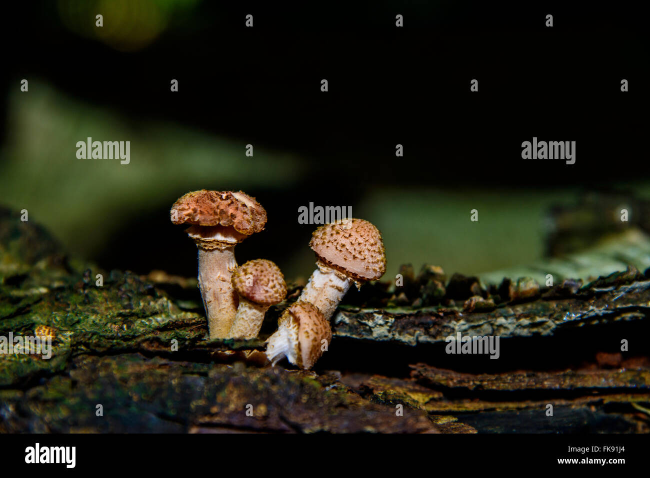 Fungi on the forest floor Stock Photo - Alamy