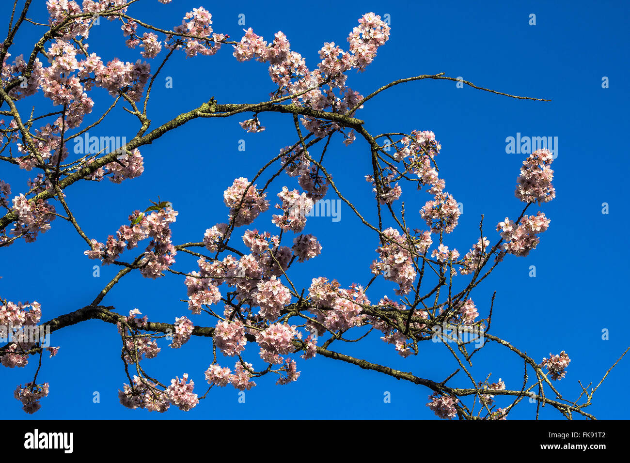 Detail of florida in Cherry Grove Cherry Blossom Stock Photo - Alamy