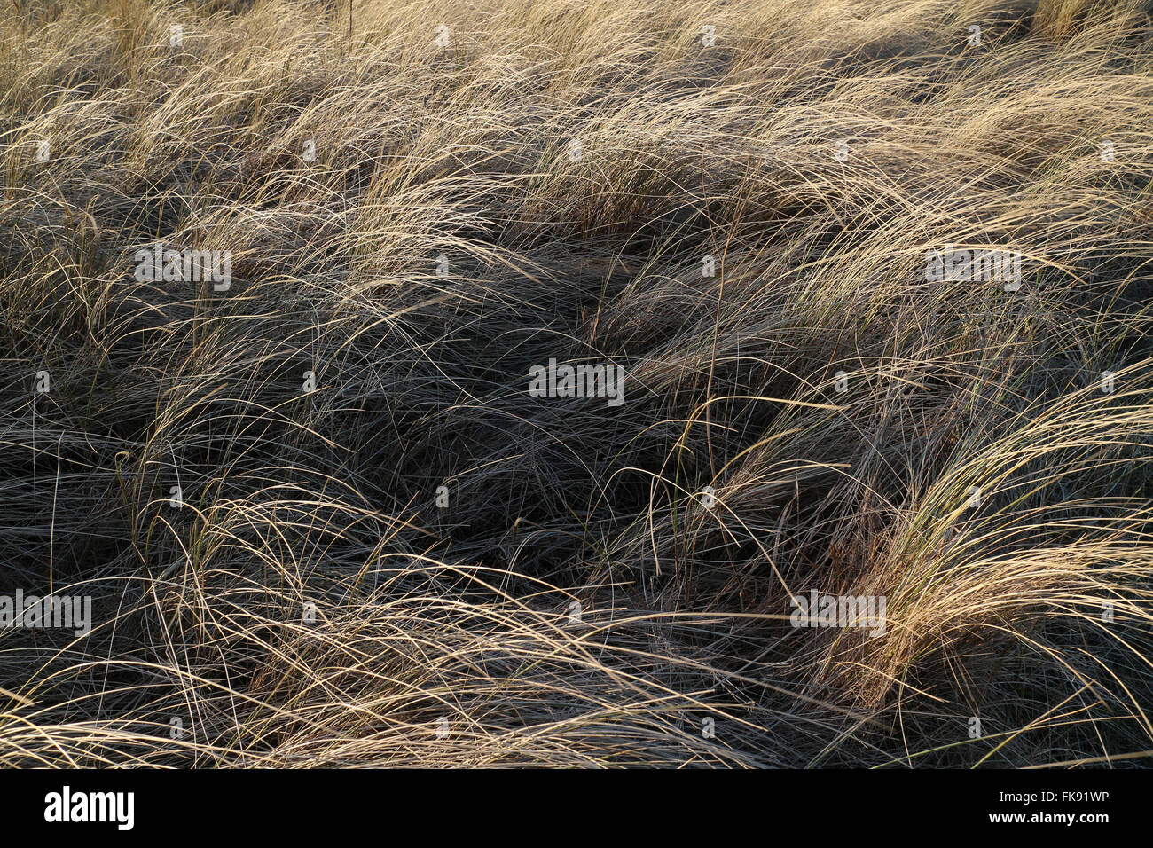 Aberdeen beach and queens links hi-res stock photography and images - Alamy