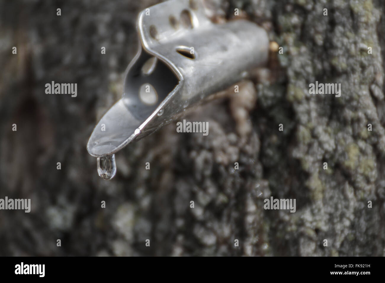 Tapping maple tree hi-res stock photography and images - Alamy