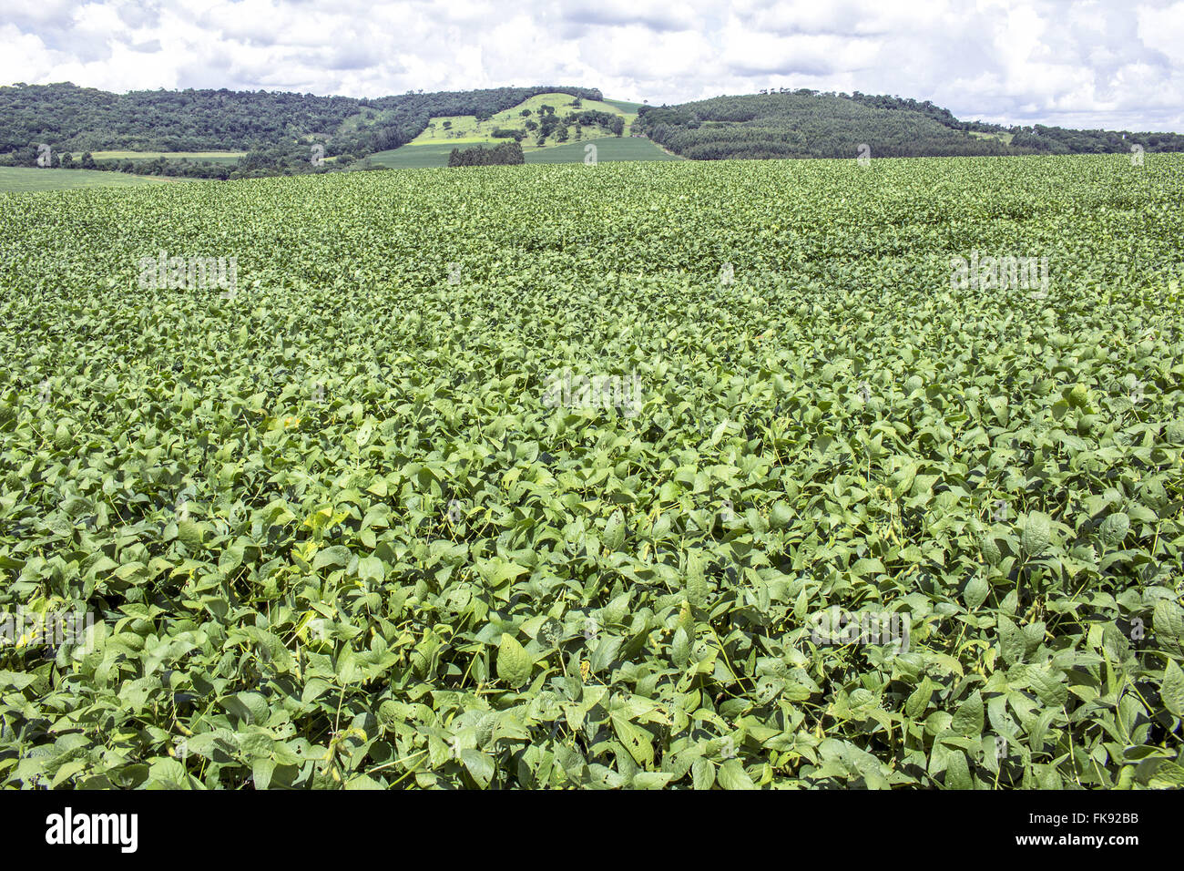 Soy plantation in the countryside Stock Photo - Alamy