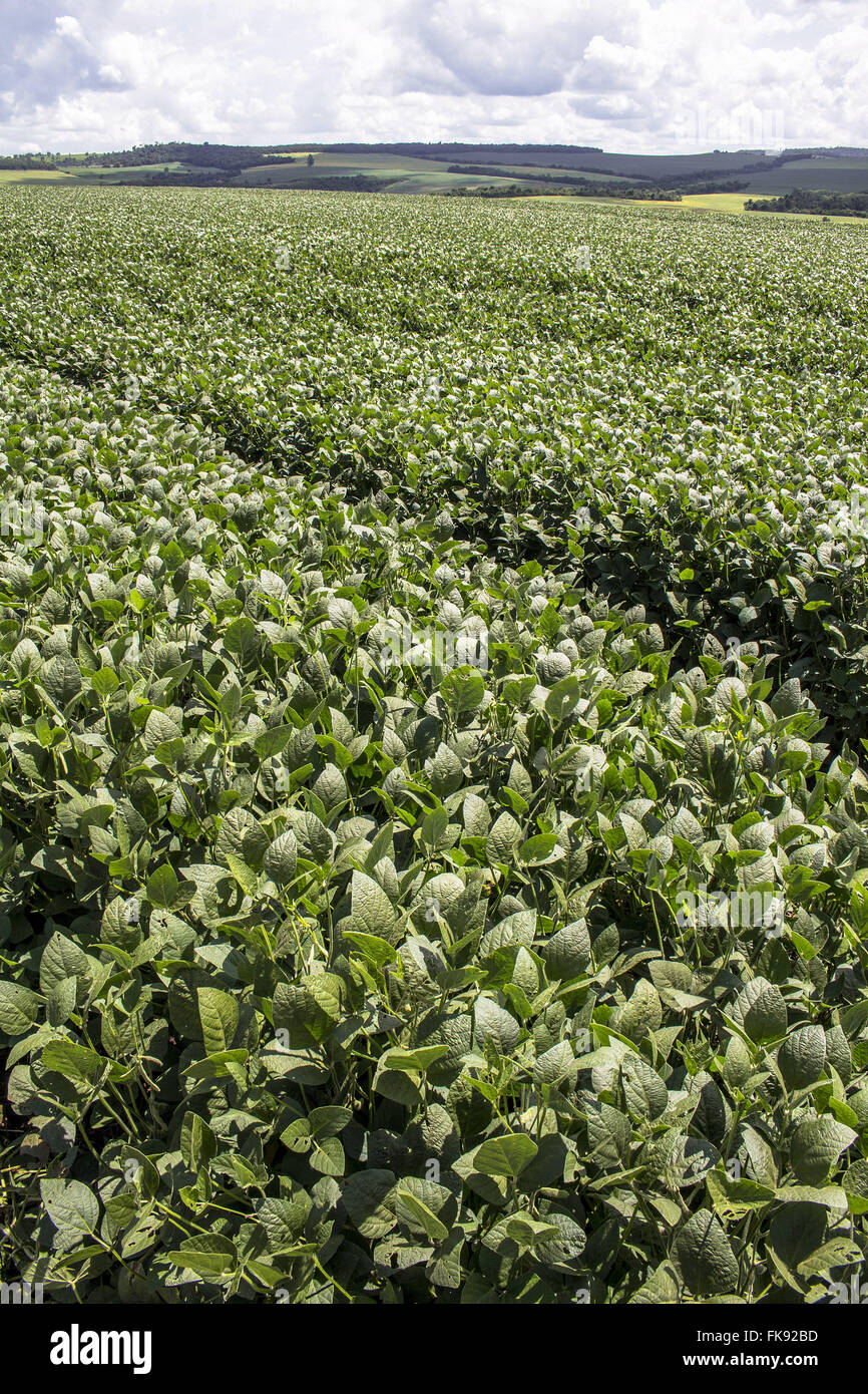 Soybean planting in the countryside Stock Photo - Alamy
