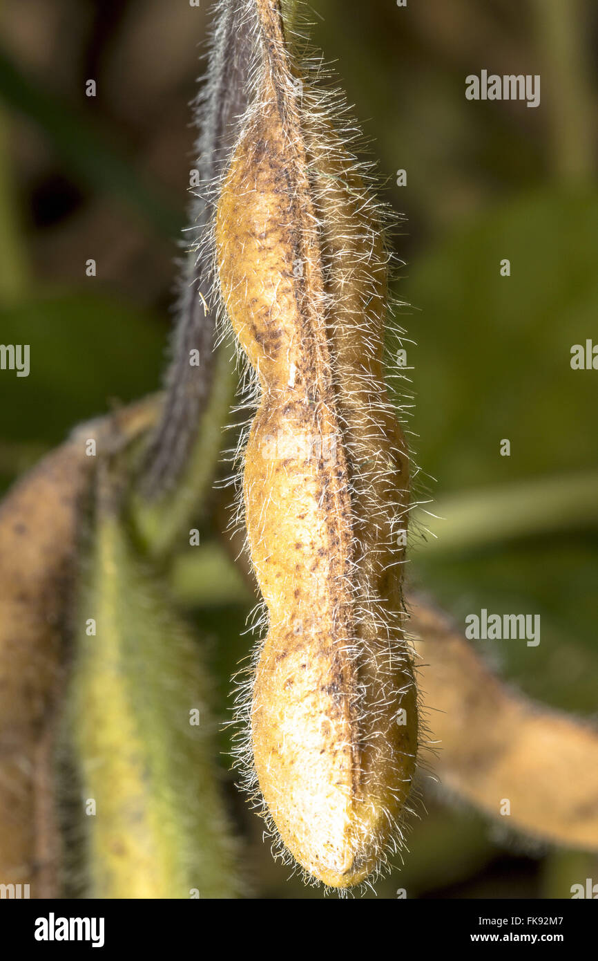 Detail of soybean pods Stock Photo - Alamy