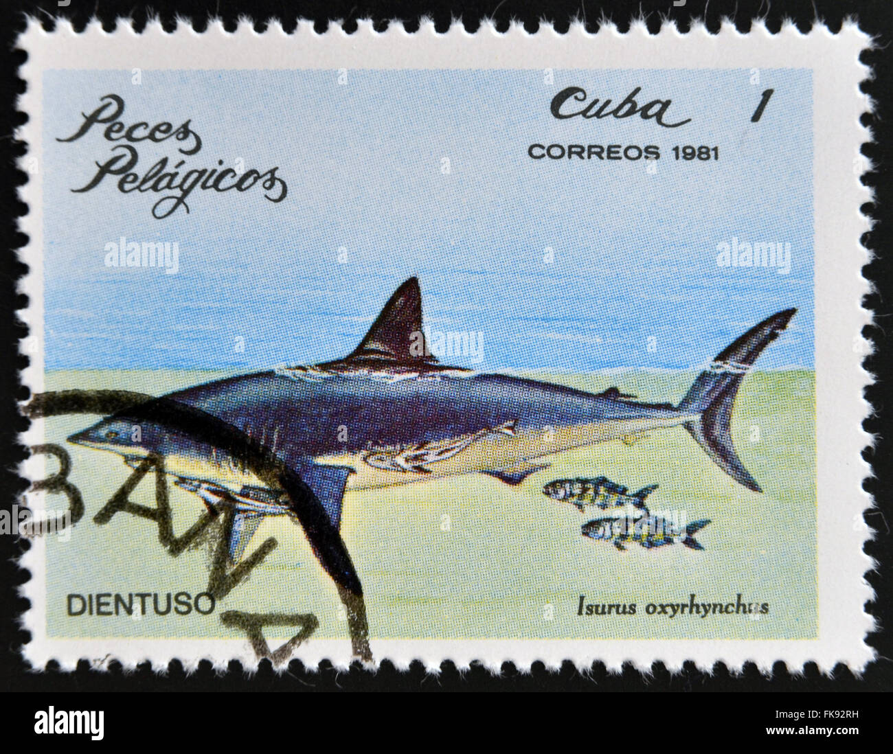 CUBA - CIRCA 1981: A Stamp printed in Cuba shows a Shark with the ...