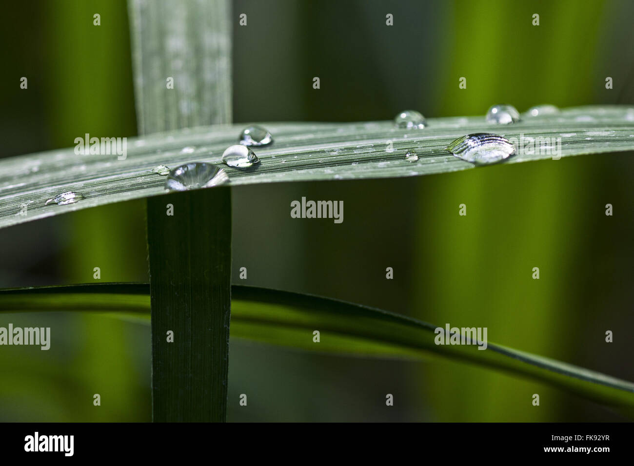 Detail of water droplets on leaves of cane sugar in the countryside ...