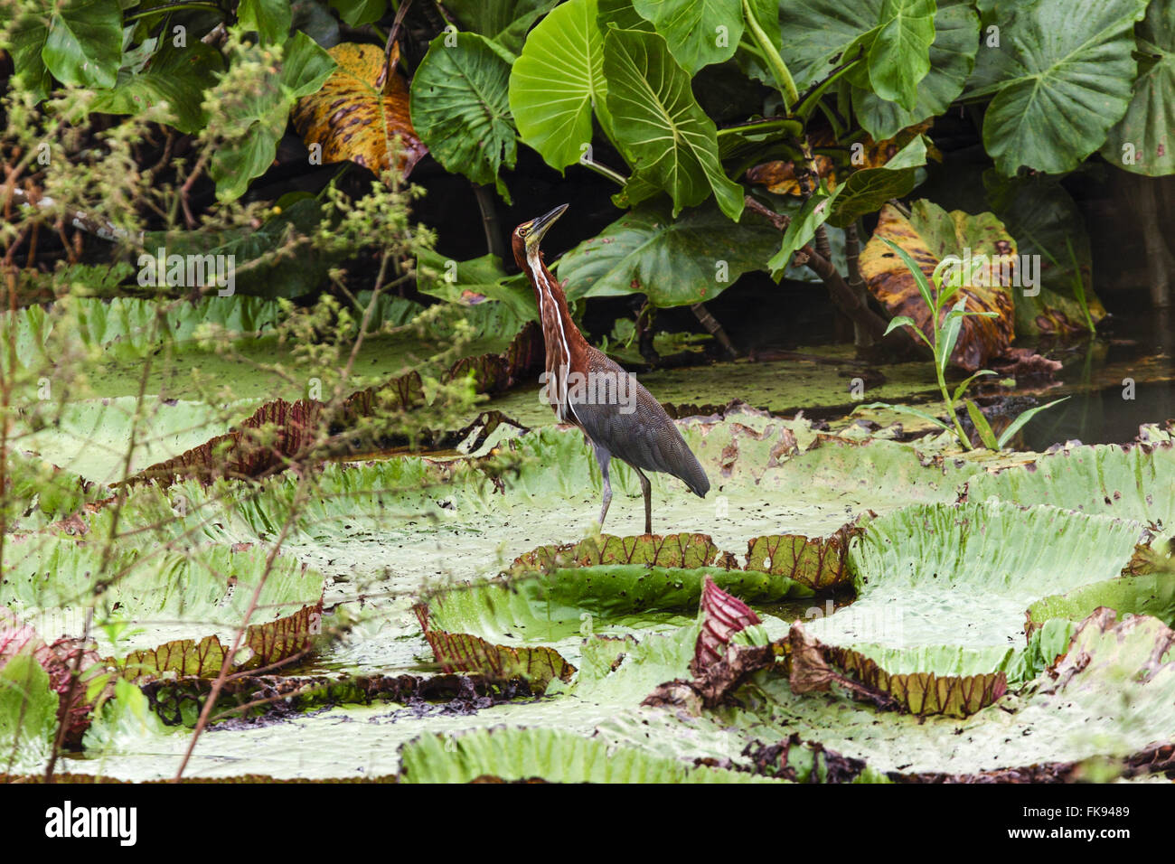 Victory Punch High Resolution Stock Photography and Images - Alamy