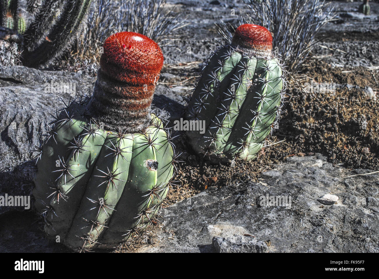 Cacti of brazil hi-res stock photography and images - Alamy