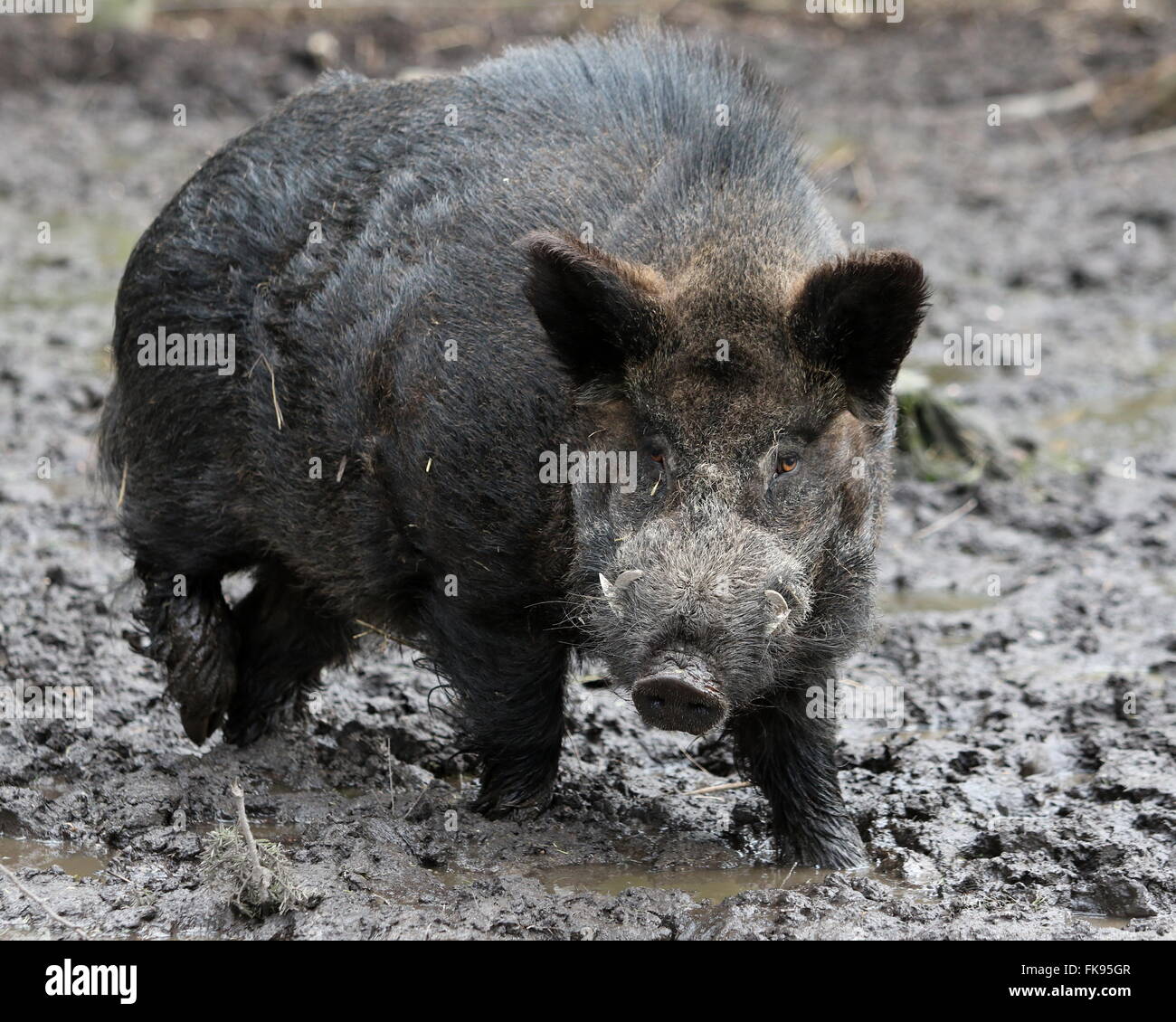 Mammal in mud hi-res stock photography and images - Alamy