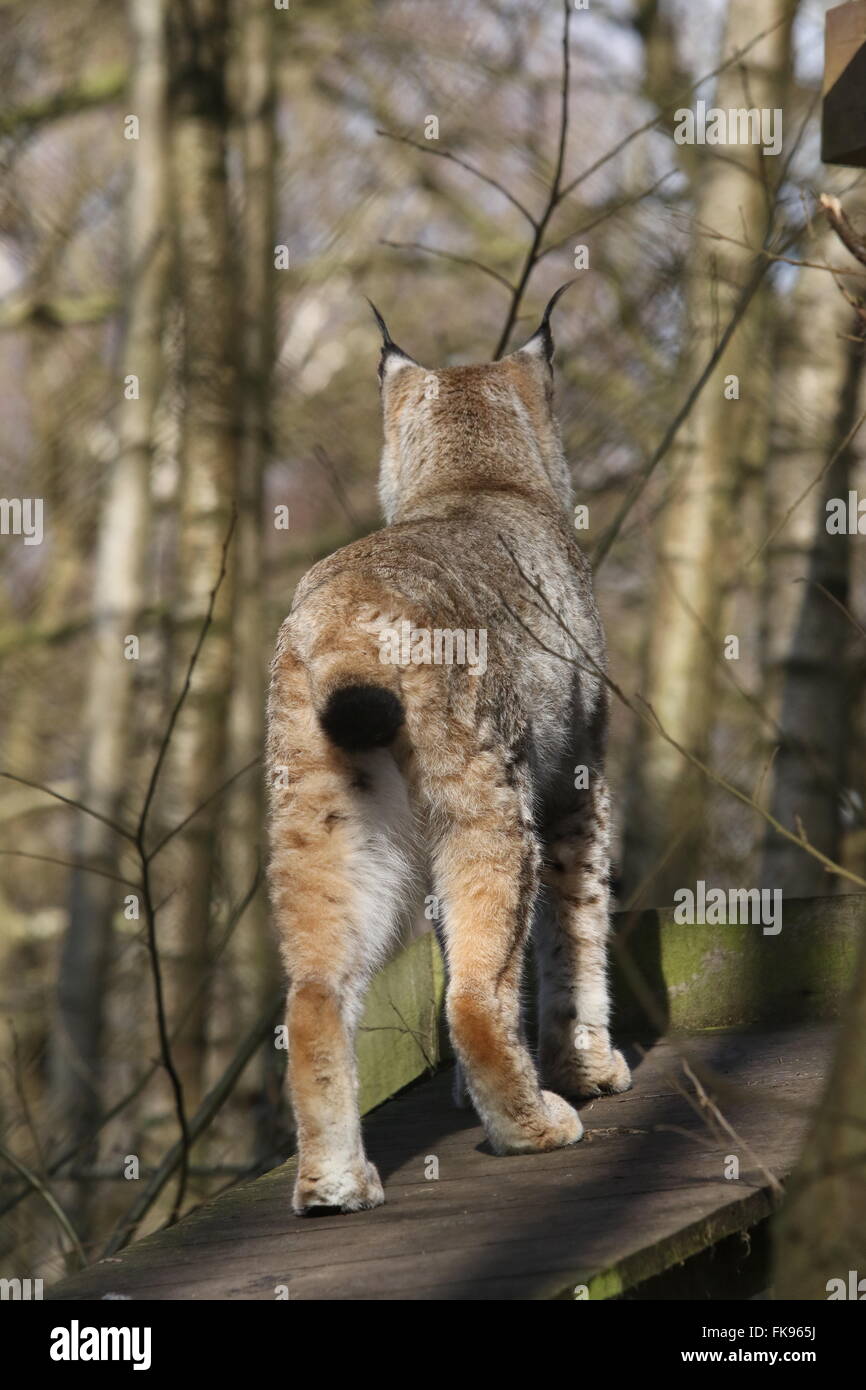 Lynx enclosure hi-res stock photography and images - Alamy
