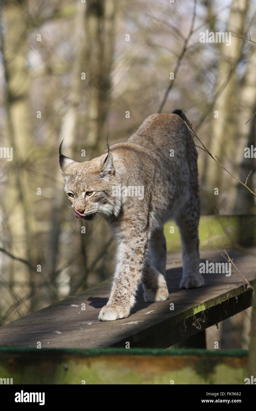 Lynx uk hi-res stock photography and images - Alamy