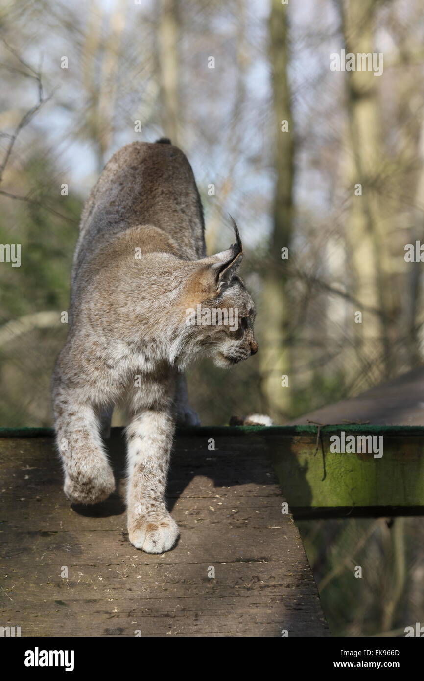 Lynx enclosure hi-res stock photography and images - Alamy