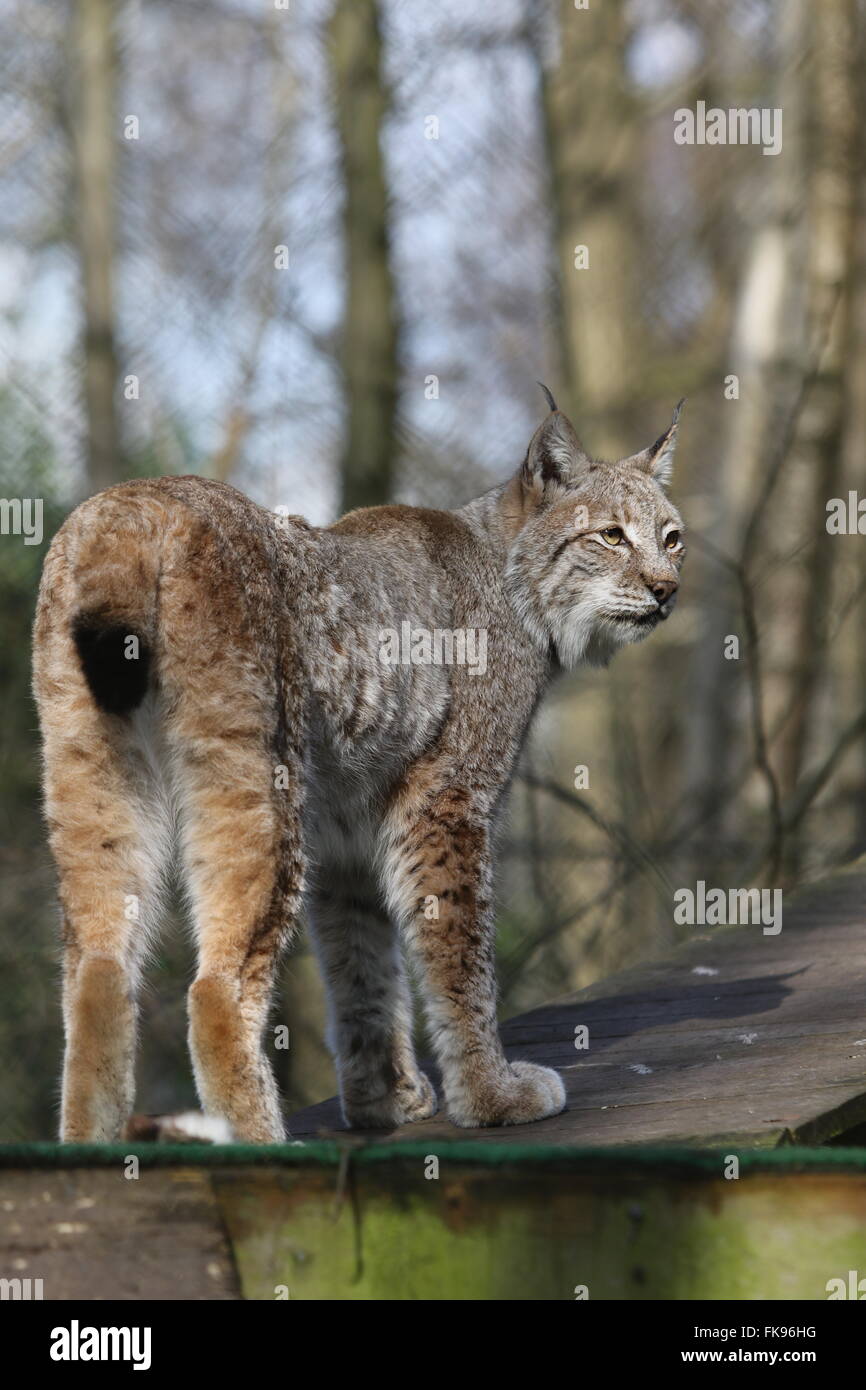Lynx fur hi-res stock photography and images - Alamy