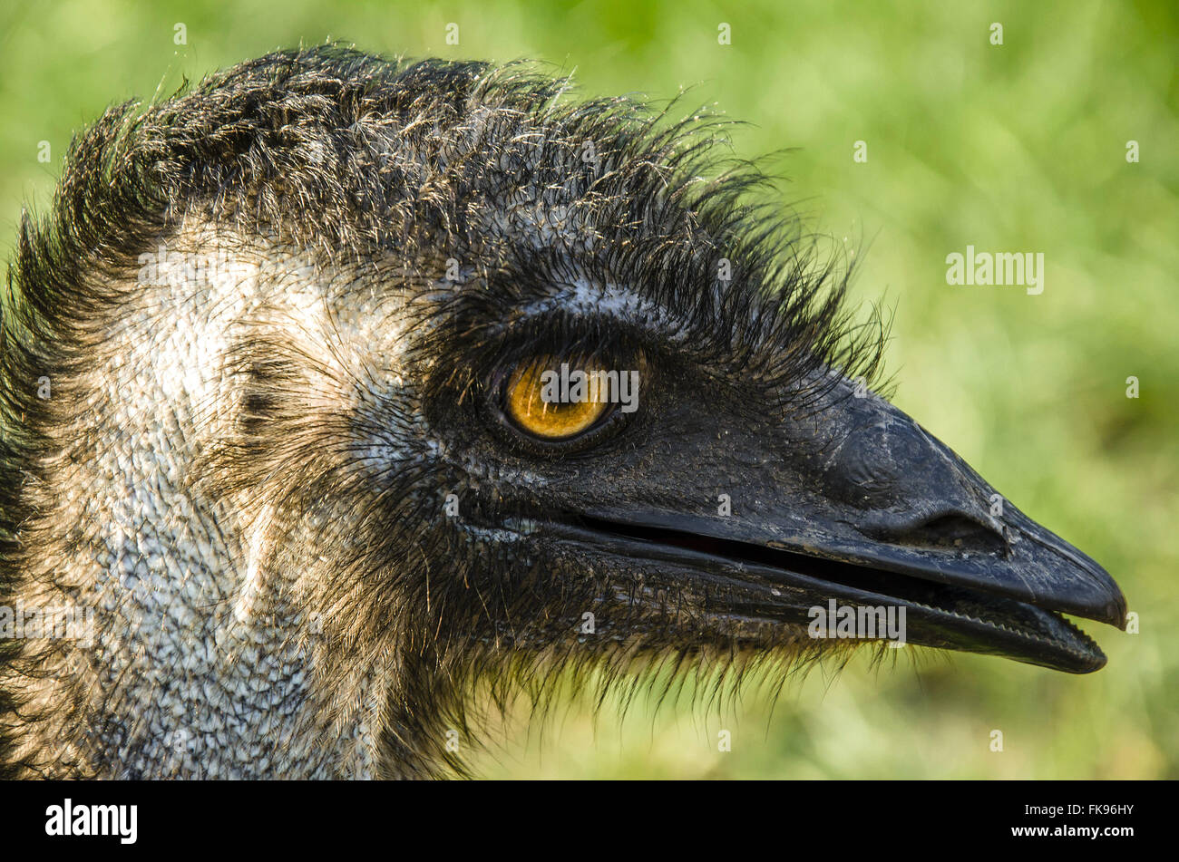 Detail of emu Stock Photo - Alamy