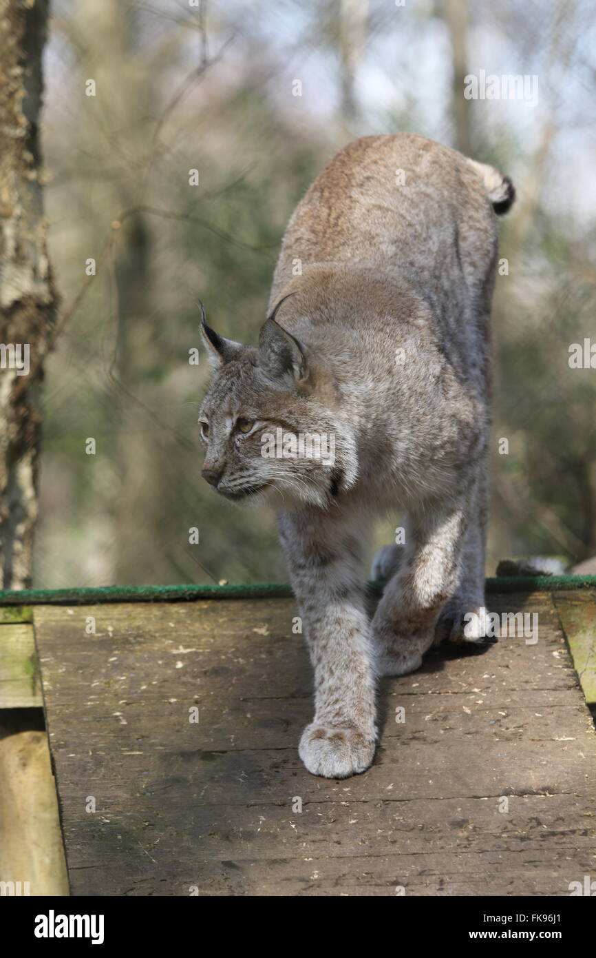 Lynx uk hi-res stock photography and images - Alamy