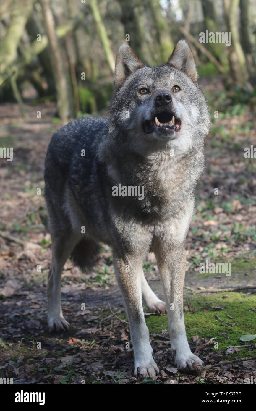 Mammal wolf hi-res stock photography and images - Alamy