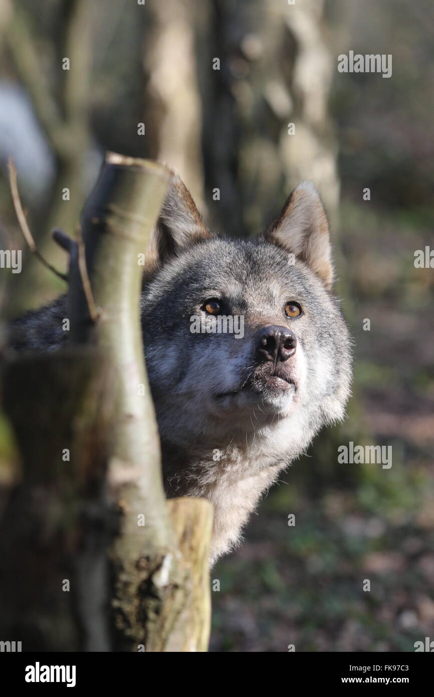 Mammal wolf hi-res stock photography and images - Alamy