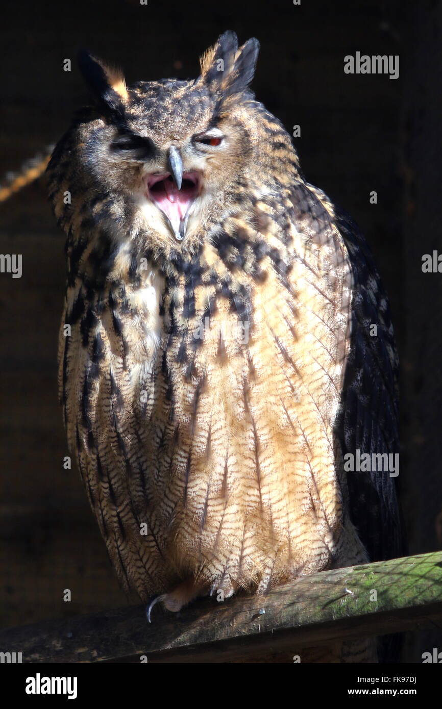 Eagle Owl yawning on perch Stock Photo - Alamy