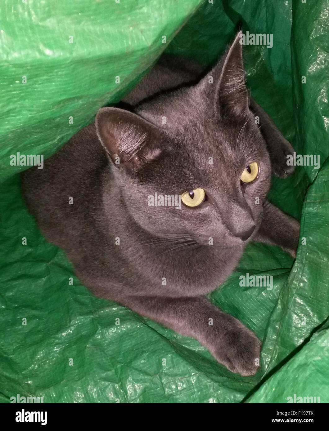 Our Beautiful Cat Loki Stock Photo - Alamy