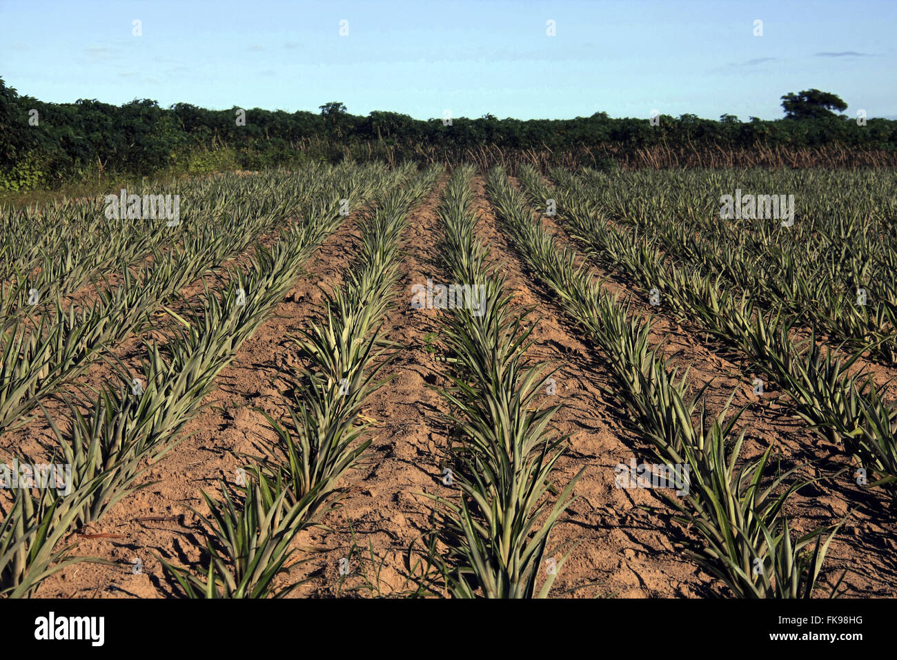 Pineapple plantation intercropped with cassava Stock Photo - Alamy