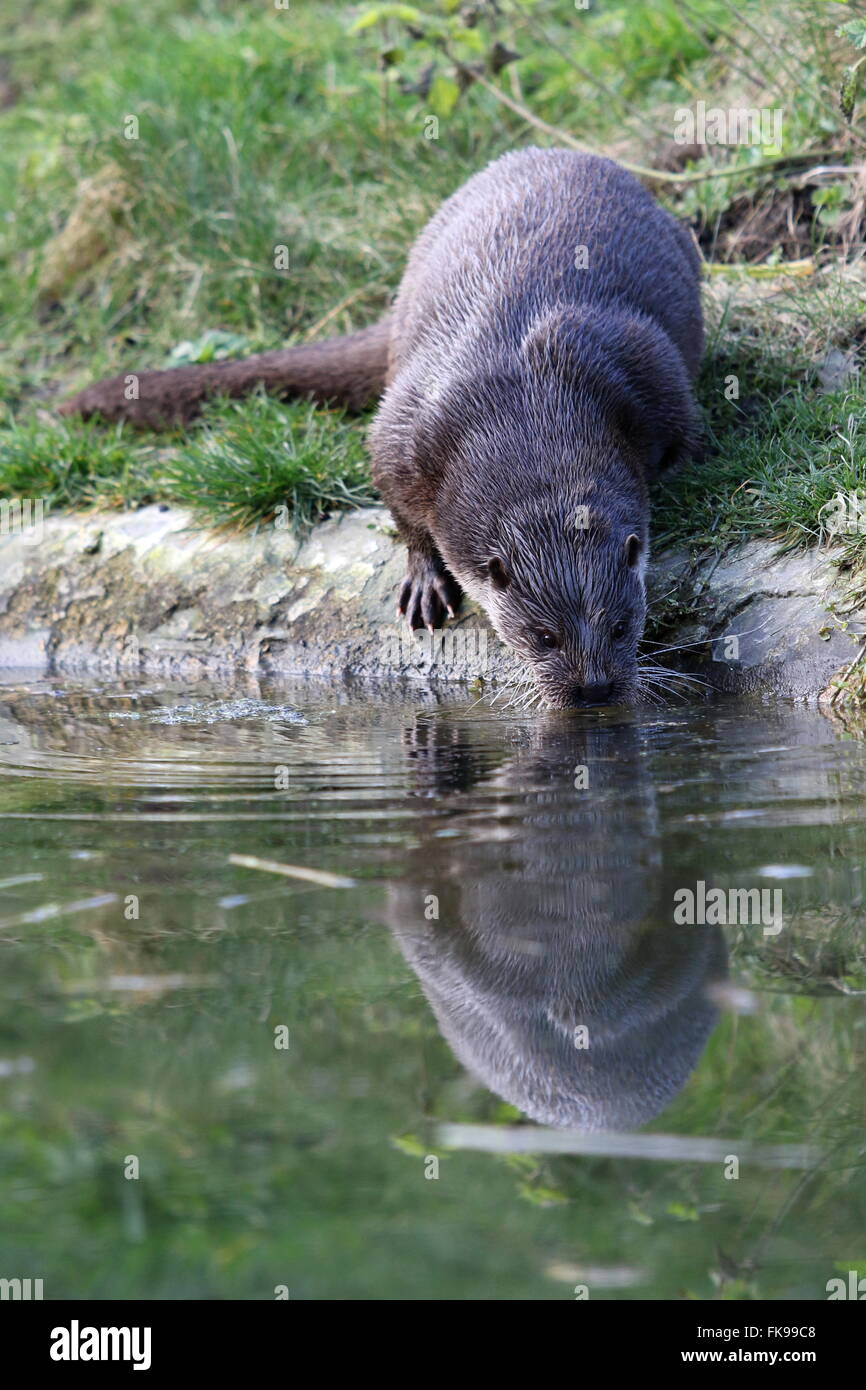 Otter drinking water hi-res stock photography and images - Alamy