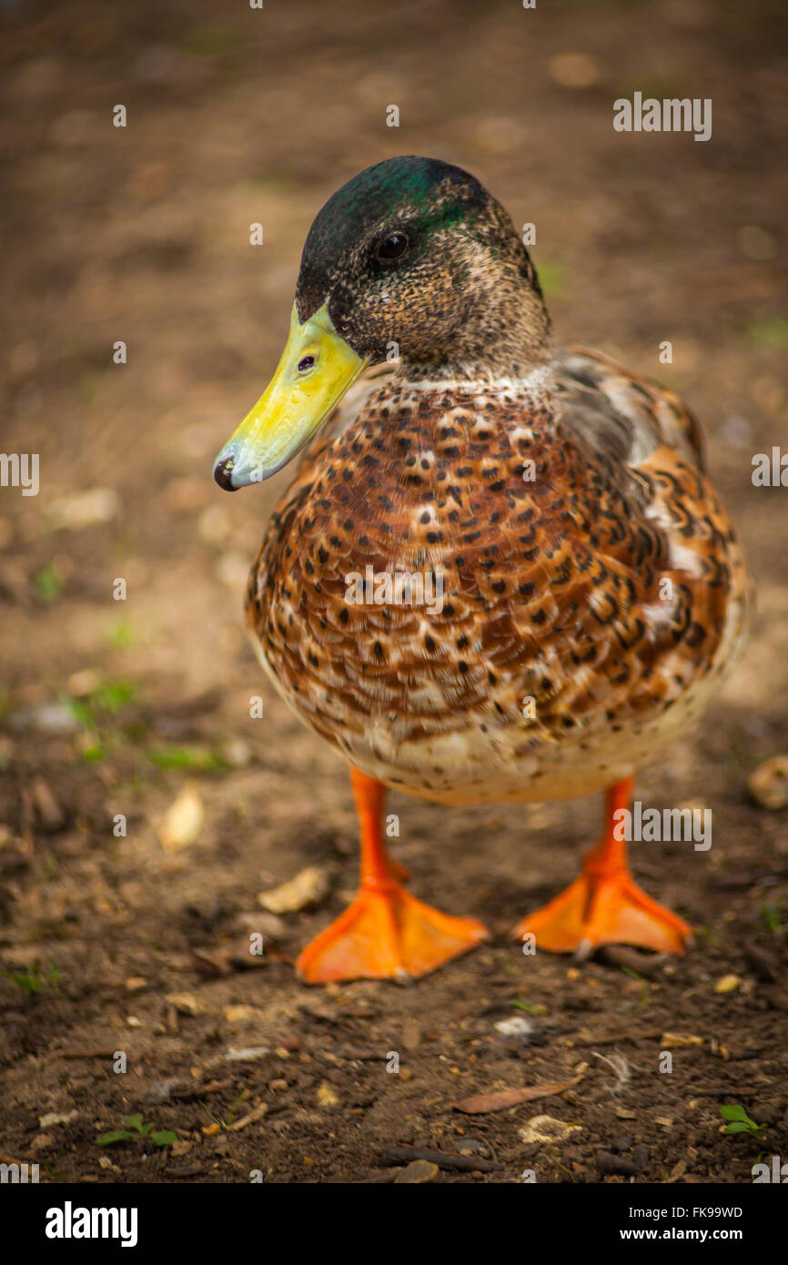 Duck a l'orange Stock Photo - Alamy