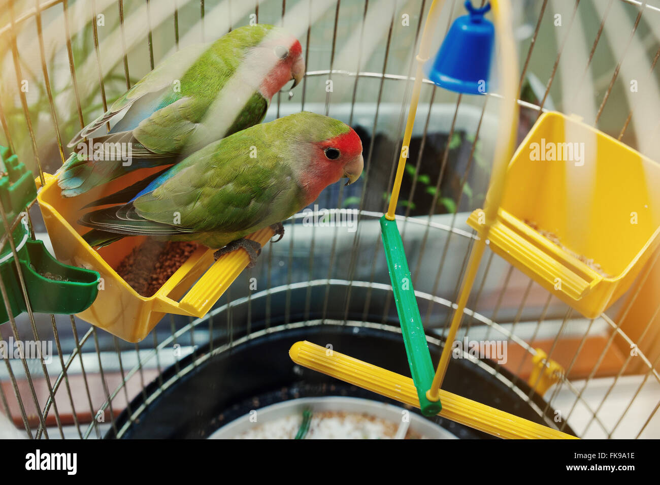 Rosy Faced Lovebird parrot in a cage Stock Photo - Alamy