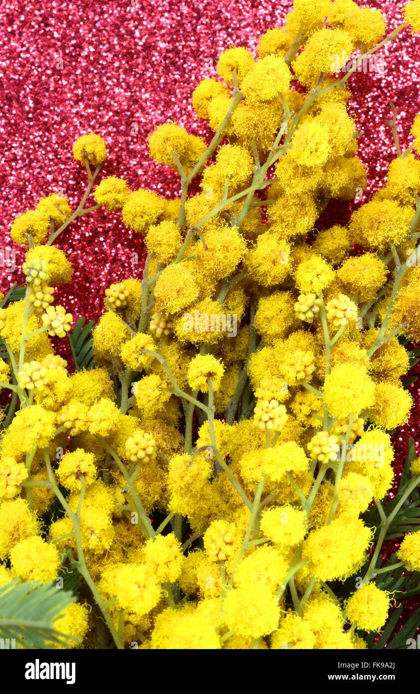 yellow Mimosas in blossom for the international women's day with ...