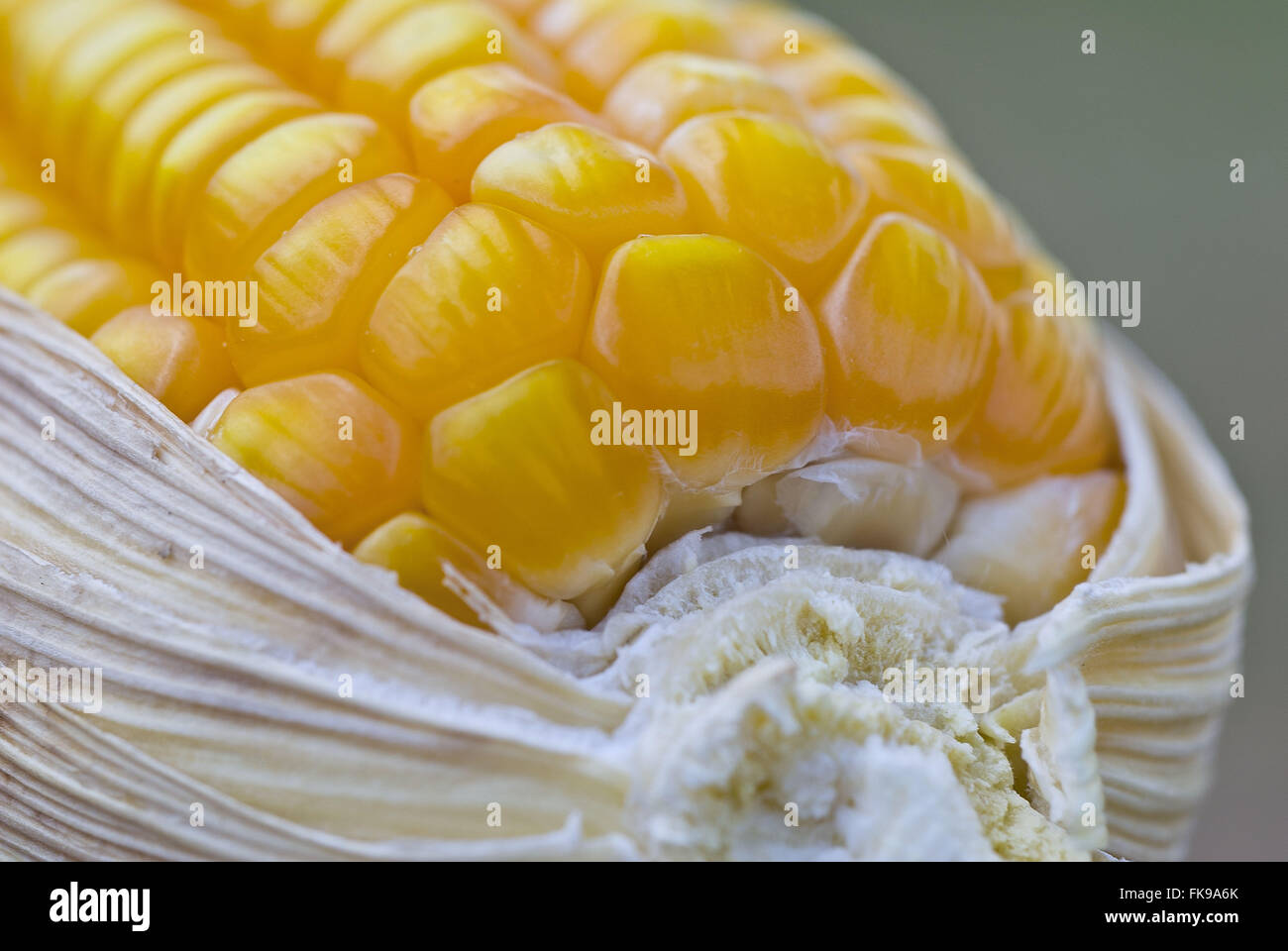 Detail of corn cob Stock Photo - Alamy
