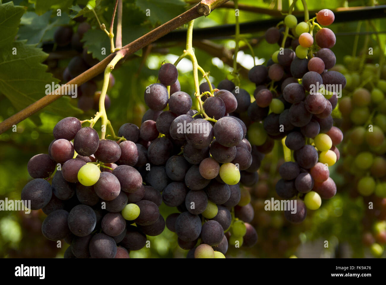 Brazil Grape High Resolution Stock Photography and Images - Alamy