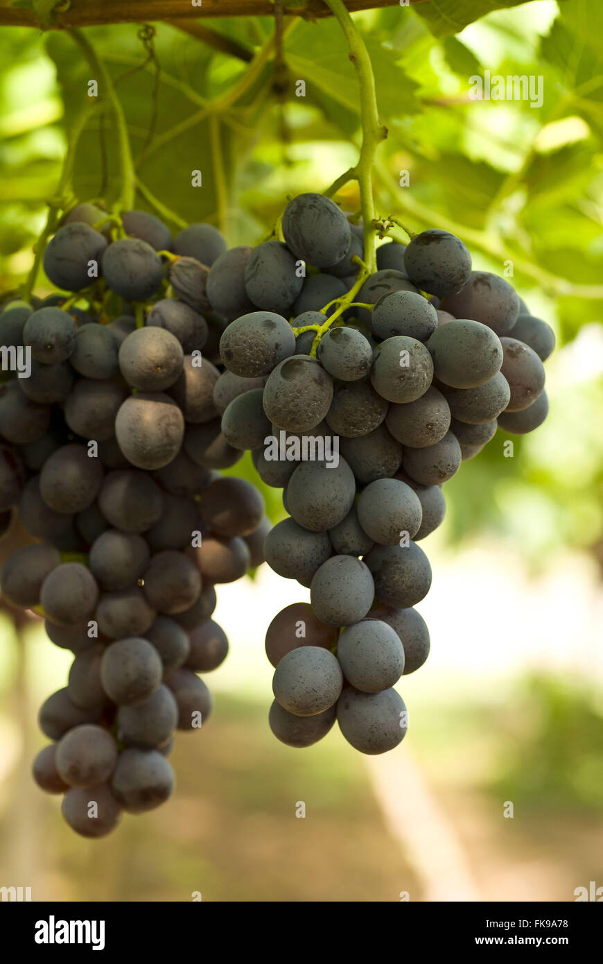 Brazil grape hi-res stock photography and images - Alamy