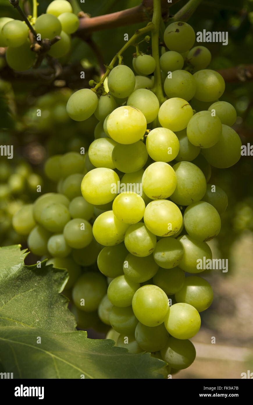 Plantation of grape type Italia table in rural New Padua-RS Stock Photo ...