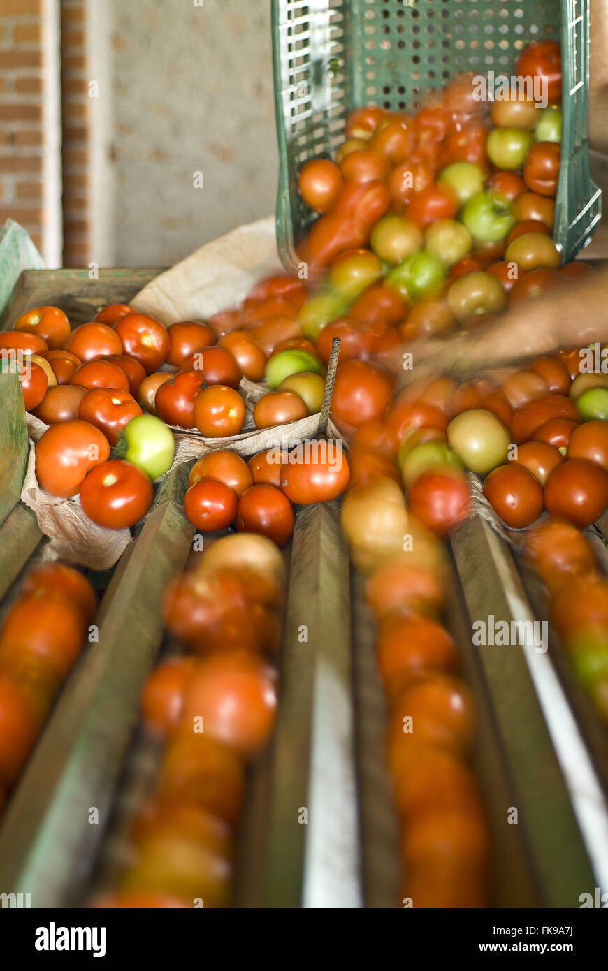 Classification of long life tomatoes Shed of rural New Padua Stock ...
