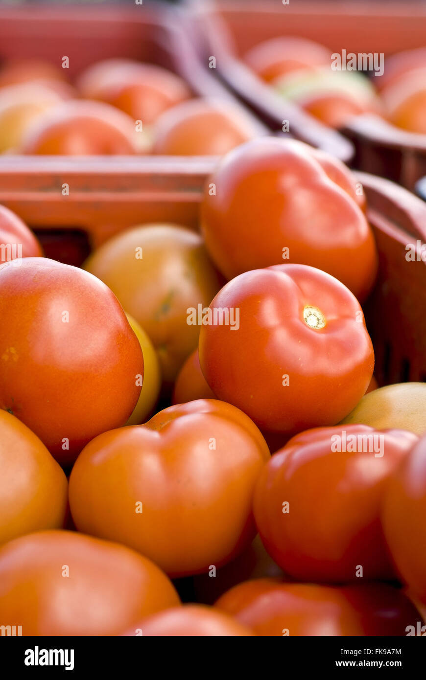 Tomato long life - New Padua Stock Photo - Alamy