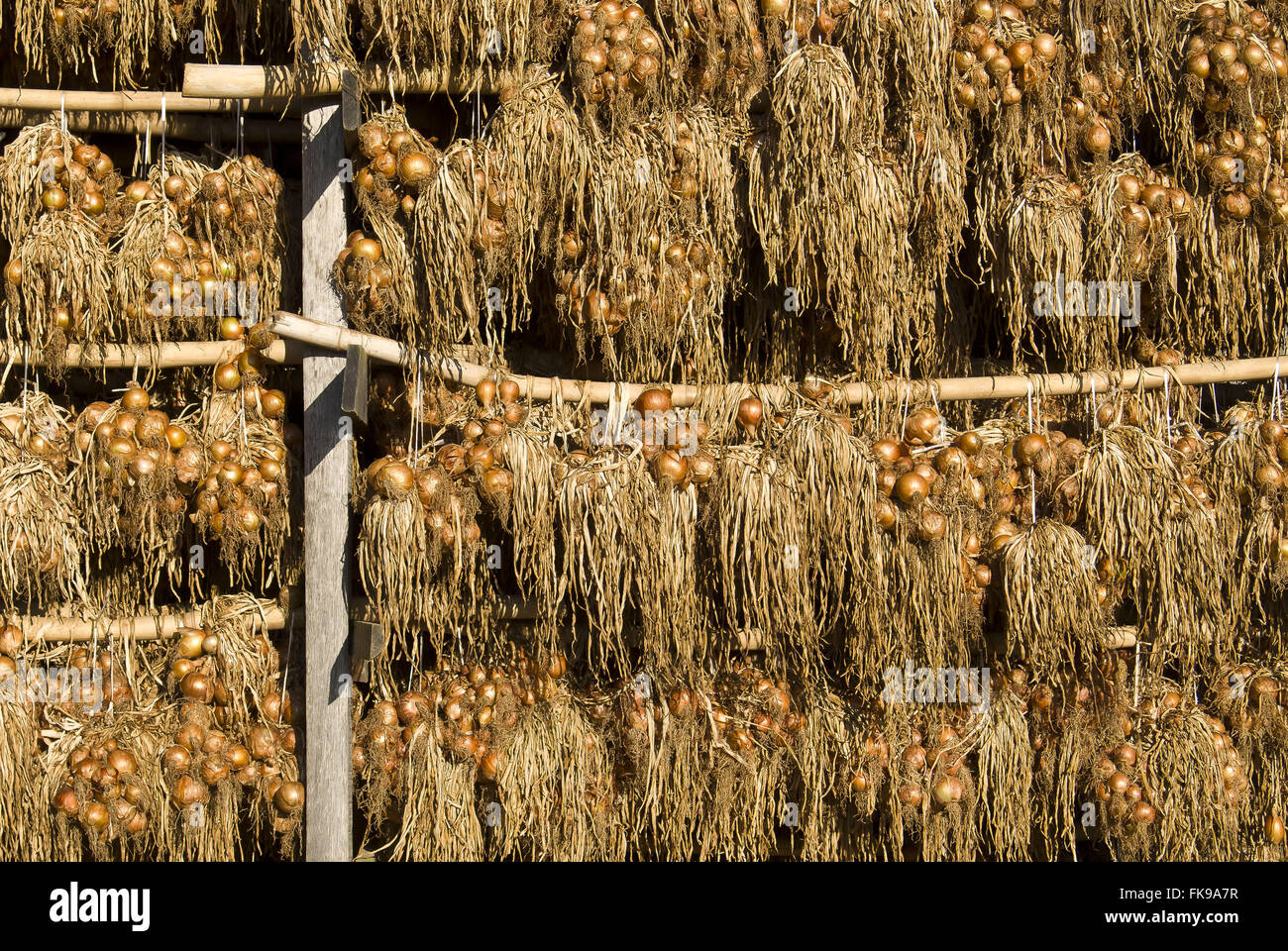 Onions drying in rural Nova Padua - RS Stock Photo - Alamy