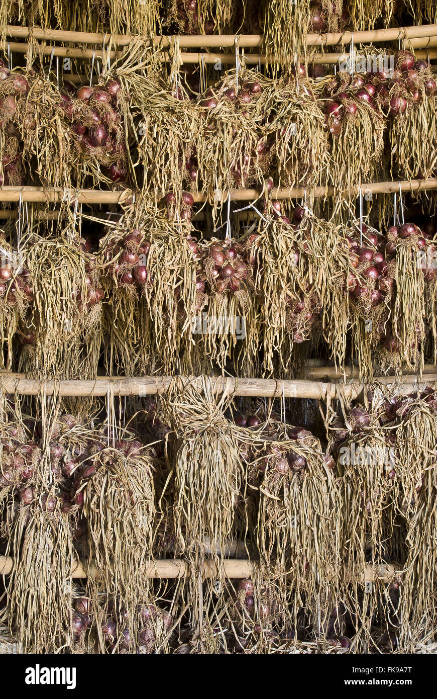 Purple onions drying in rural Nova Padua - RS Stock Photo - Alamy