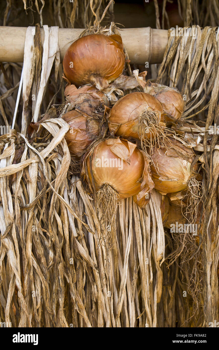 Drying onions hi-res stock photography and images - Alamy