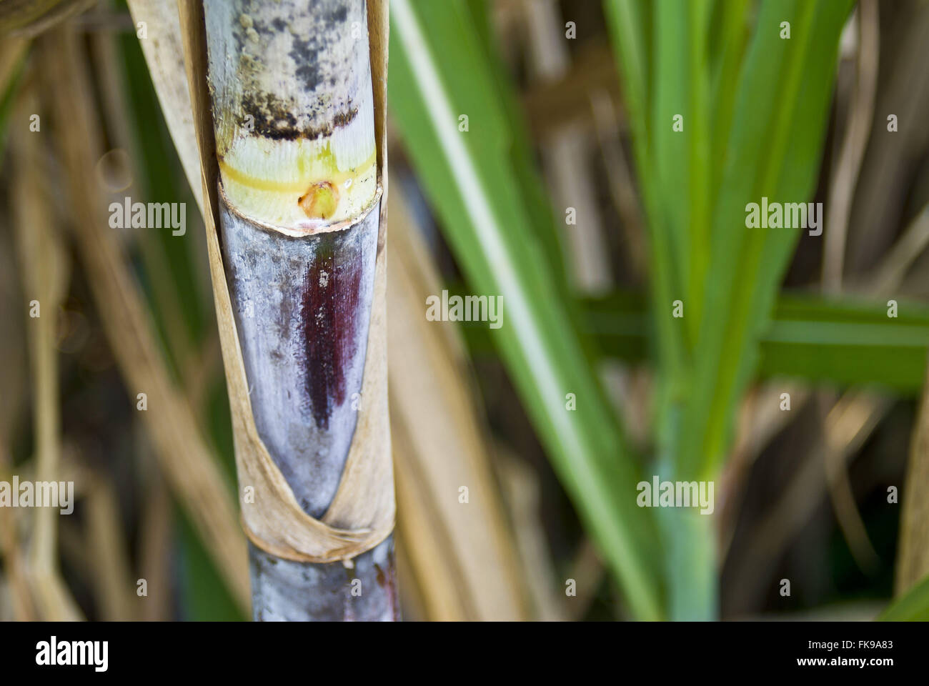 Brazil sugar cane hi-res stock photography and images - Alamy