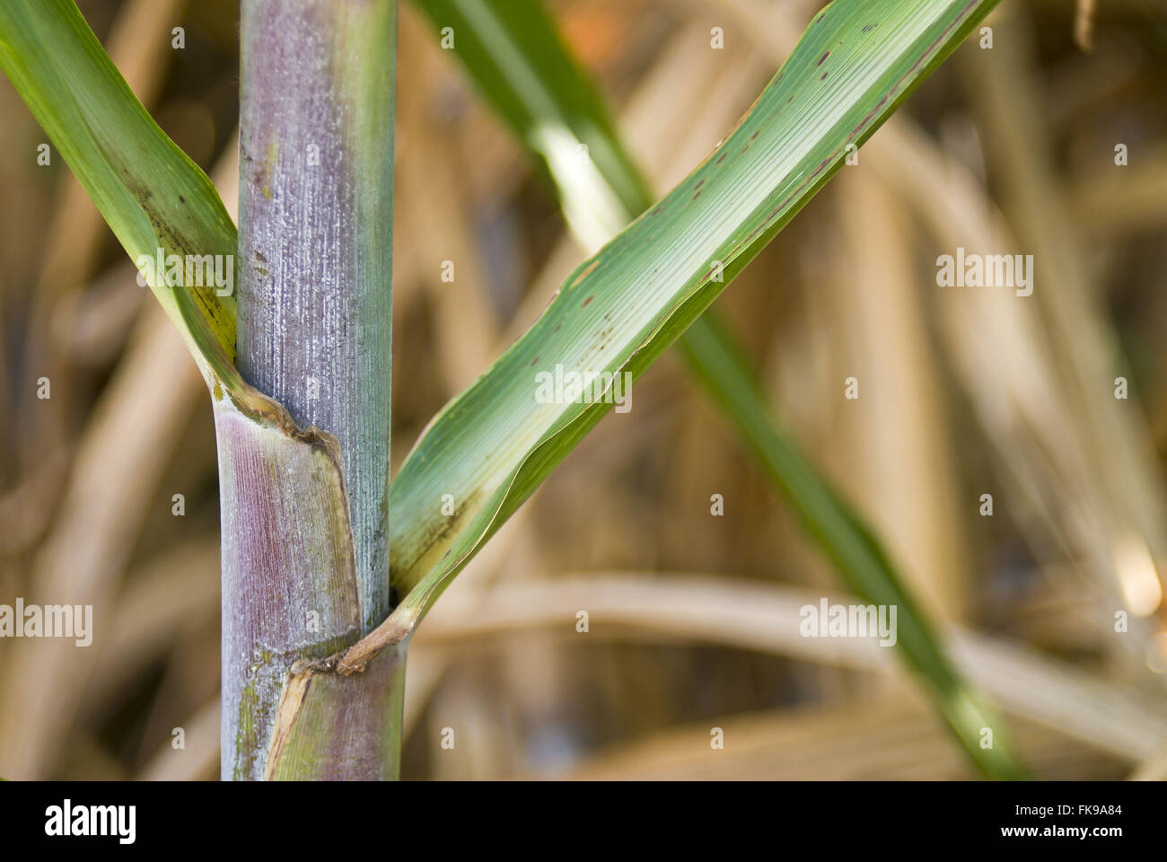 Sugar Cane Brazil Stock Photos & Sugar Cane Brazil Stock Images - Alamy