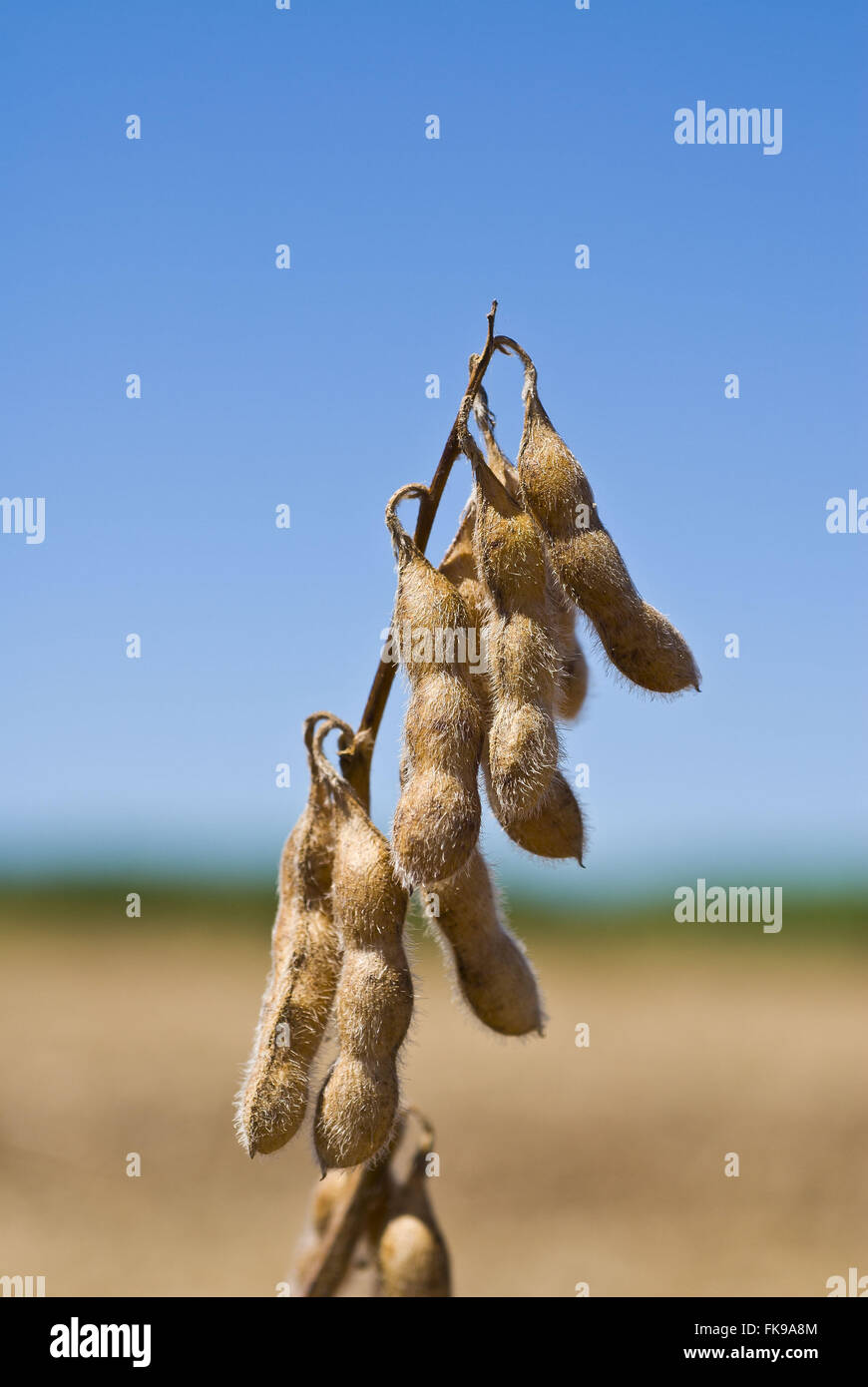 Soybean brazil hi-res stock photography and images - Alamy